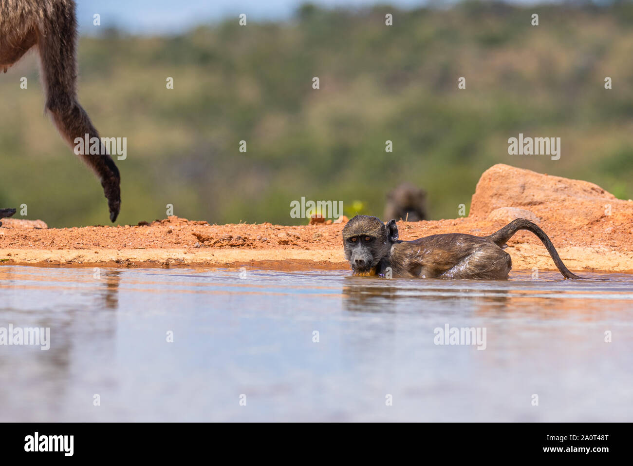 Little baboon ( Chacma) playing in the water, Welgevonden Game Reserve ...