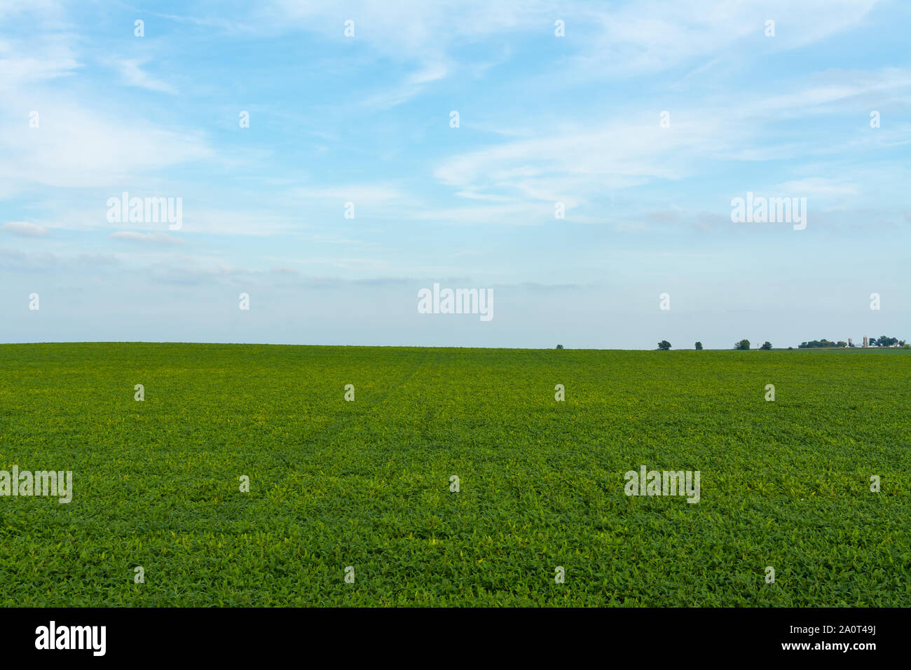 Soybean field in afternoon light hi-res stock photography and images ...