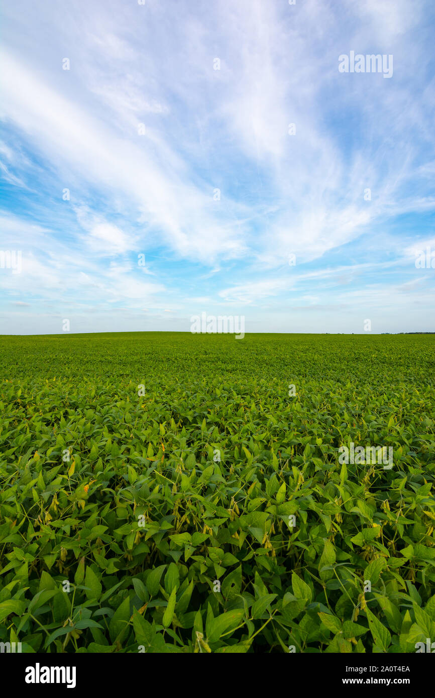 Soybean field in afternoon light hi-res stock photography and images ...