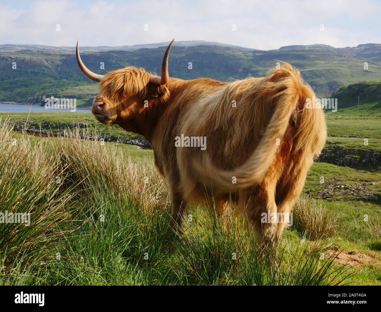 Orange cow hi-res stock photography and images - Alamy