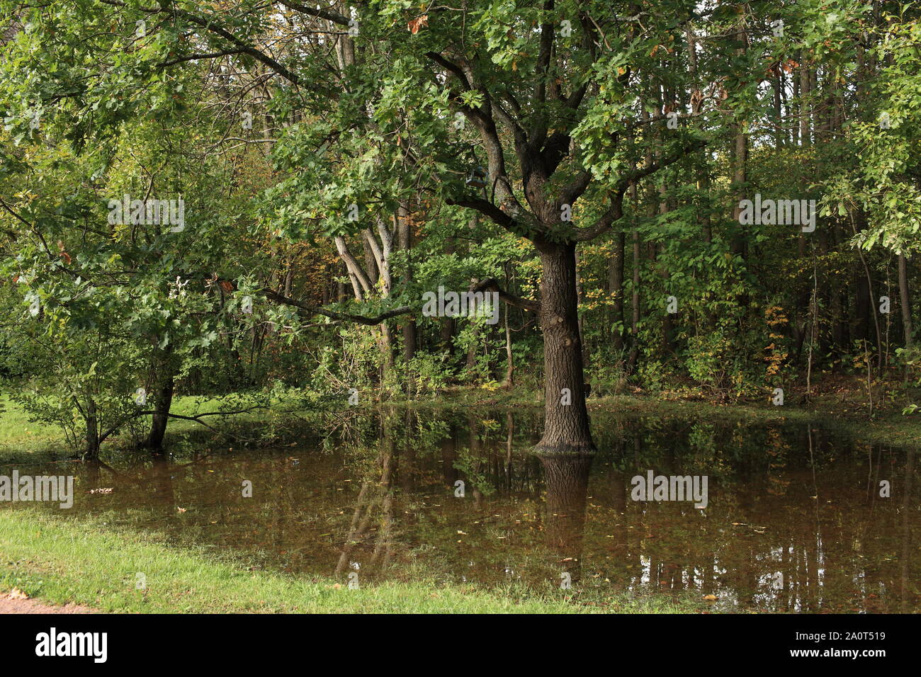 rainforest landscape oak tree reflected in the water Stock Photo - Alamy