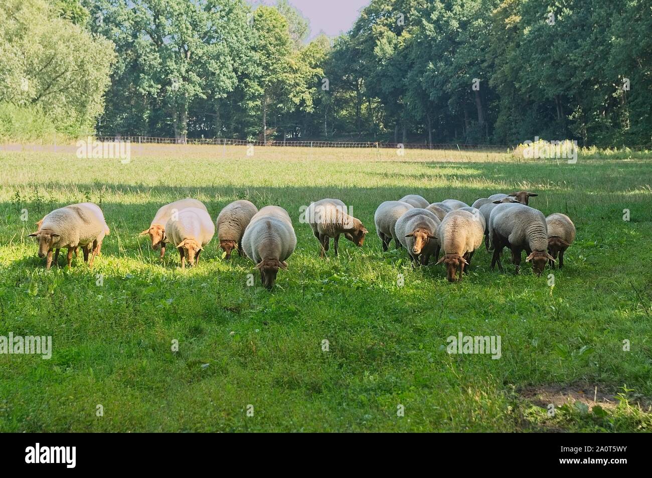 Fox eating sheep hi-res stock photography and images - Alamy