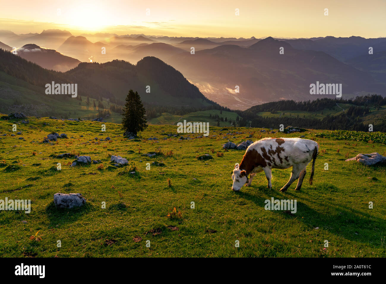 Cow sunrise hi-res stock photography and images - Alamy