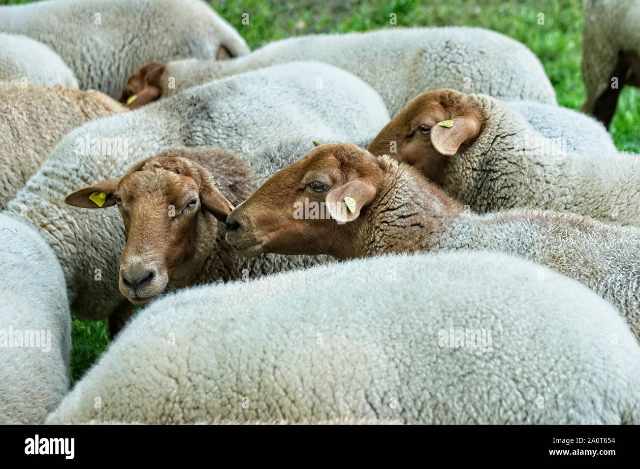Fox sheep hi-res stock photography and images - Alamy