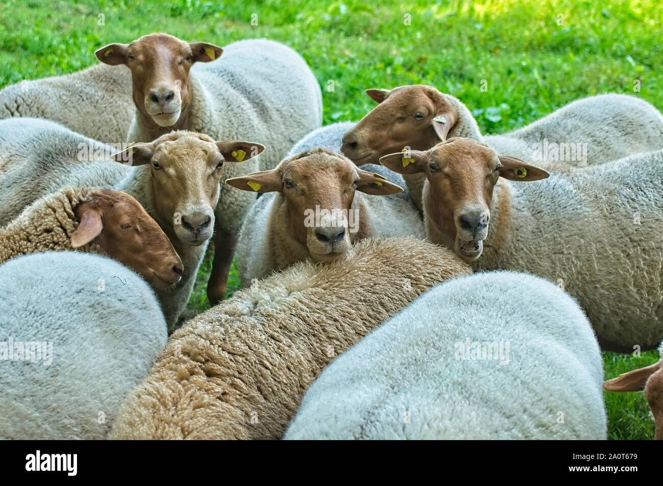 Fox sheep hi-res stock photography and images - Alamy