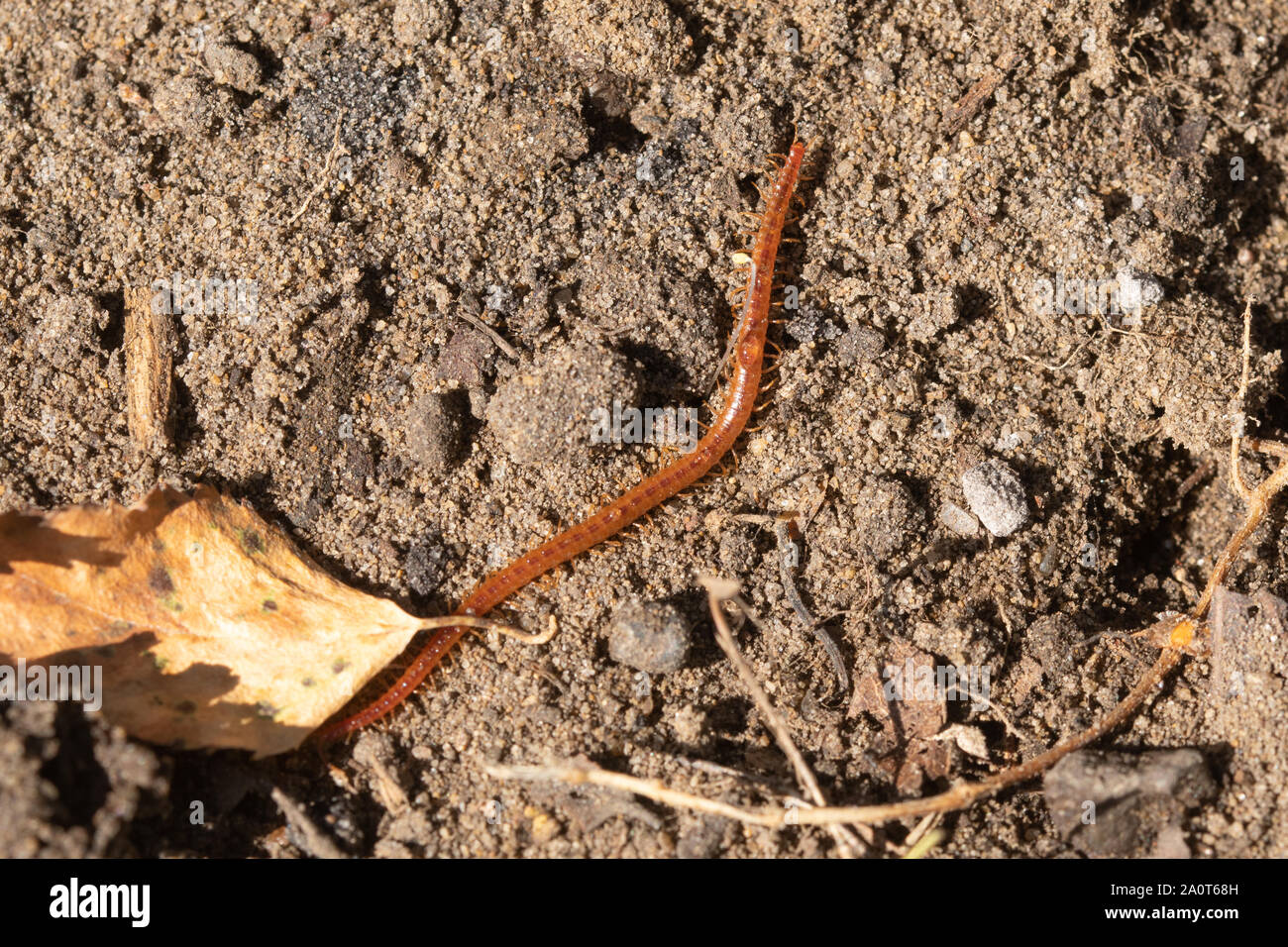 Long thin brown centipede species, UK Stock Photo - Alamy