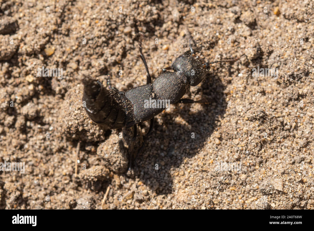 Beetle with scorpion pose hi-res stock photography and images - Alamy