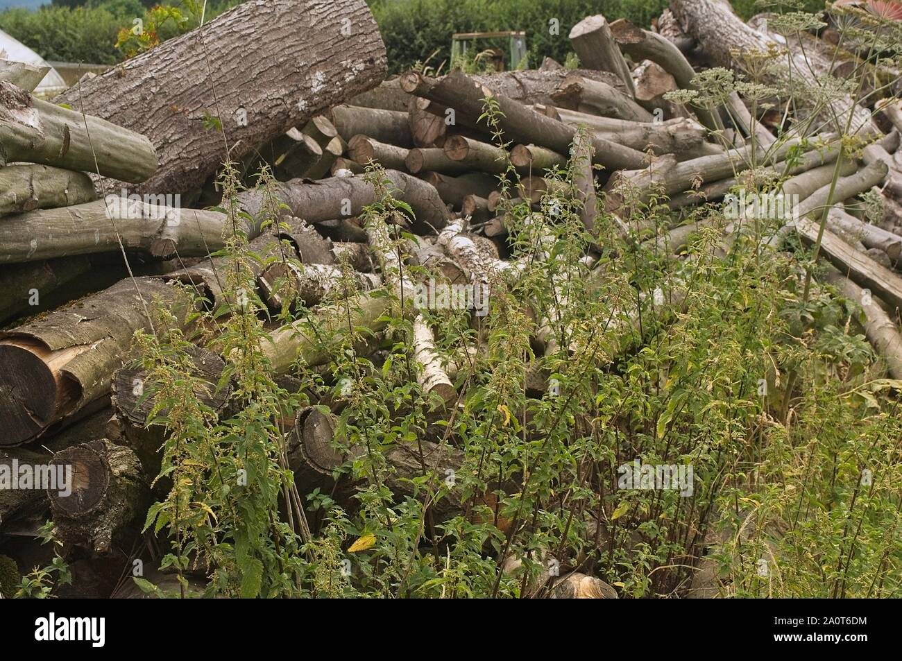 Stinging nettles plants hi-res stock photography and images - Alamy