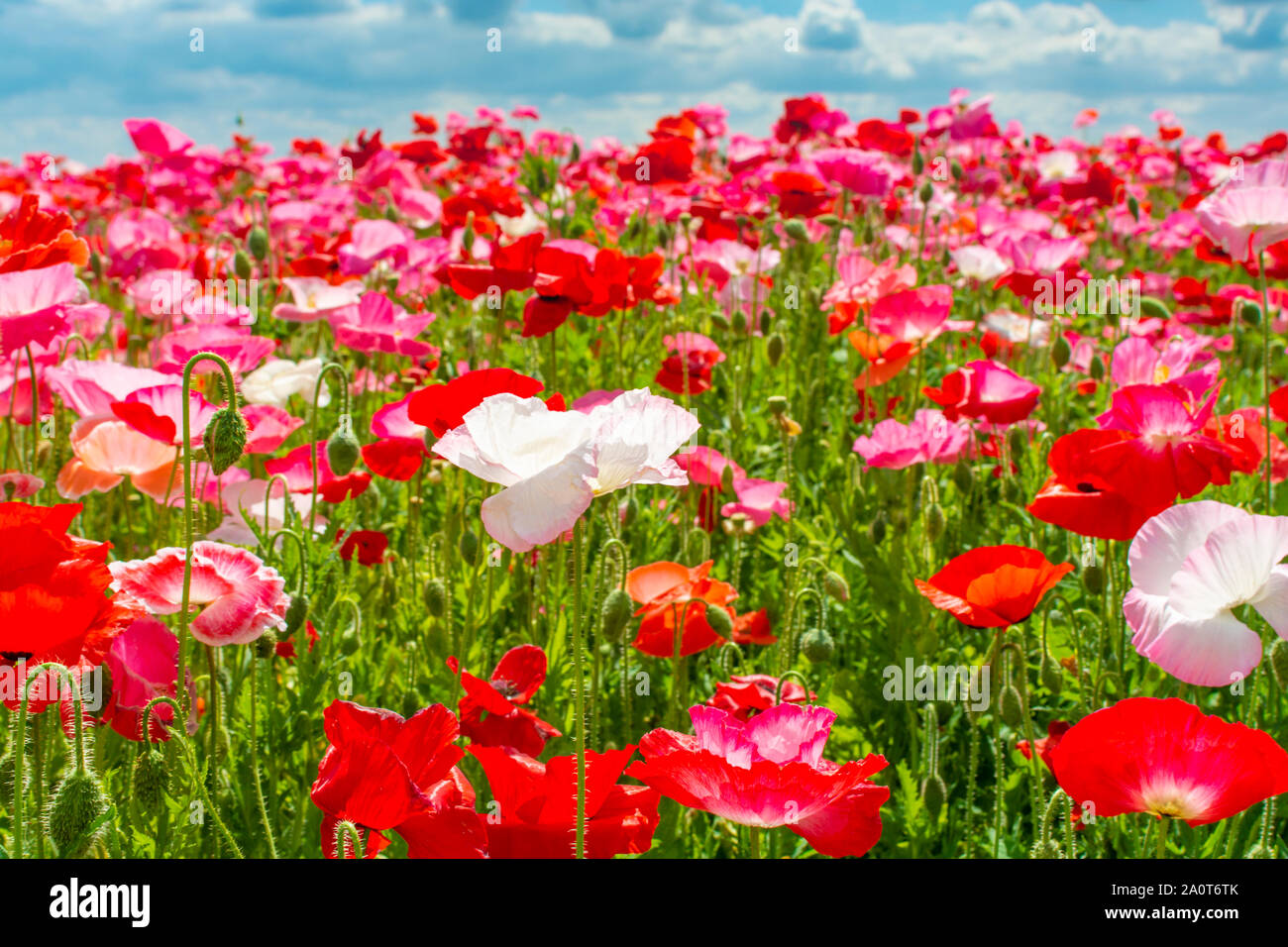 Colorful nature background, poppy fields with many white, pink and red ...
