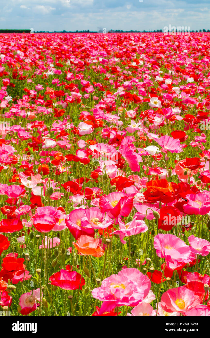 Colorful nature background, poppy fields with many white, pink and red ...