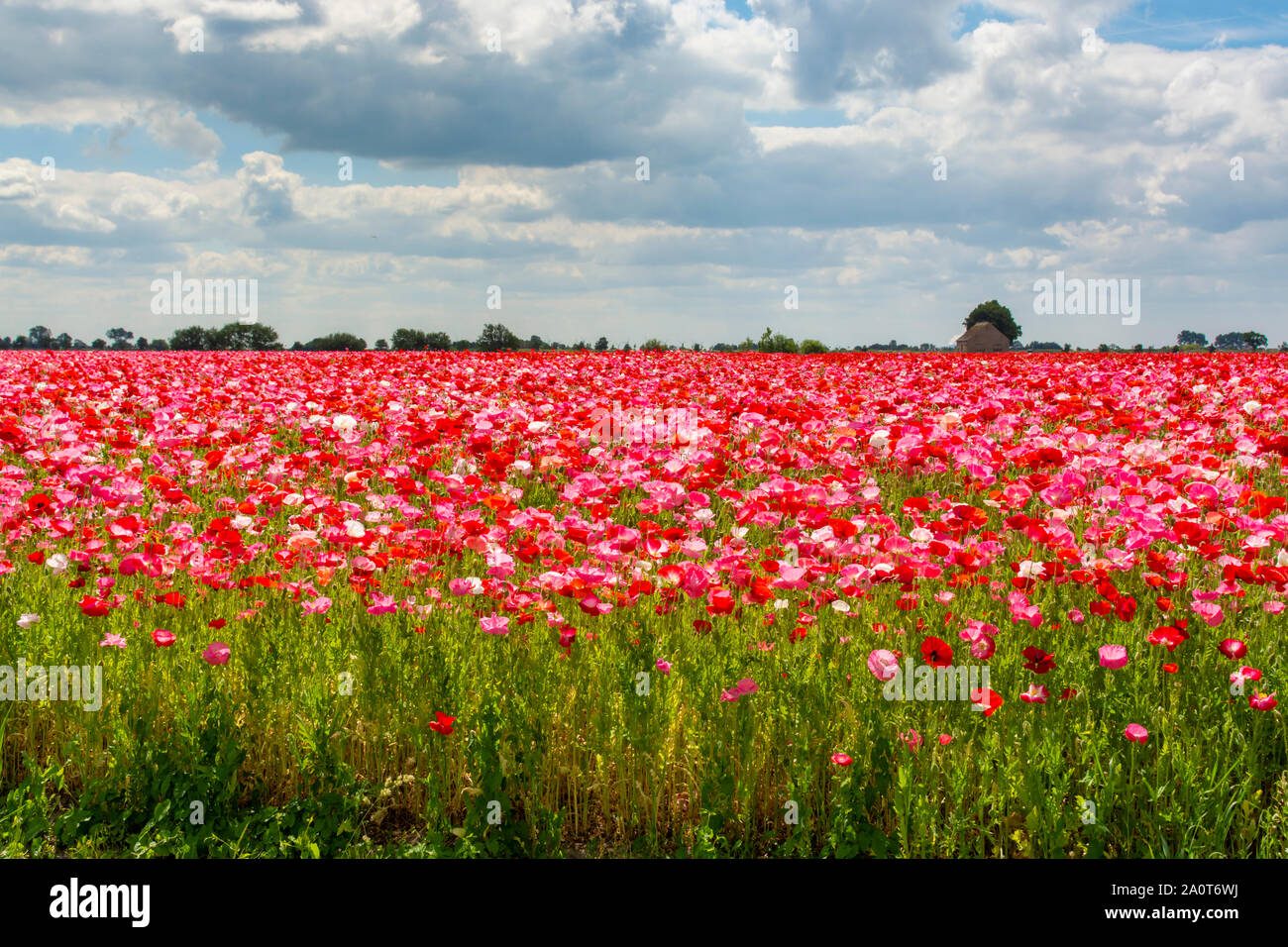 Colorful nature background, poppy fields with many white, pink and red ...