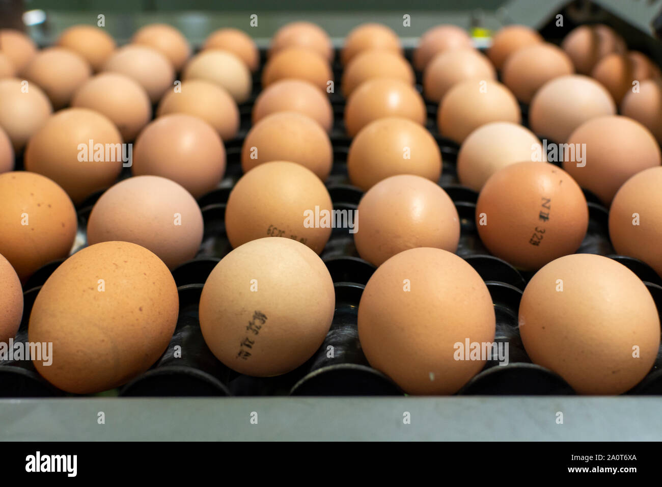 Modern packing, handling and transportation to incubators of high ...