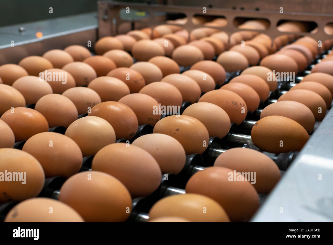 Modern packing, handling and transportation to incubators of high ...