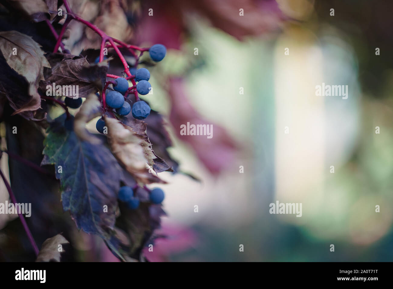 Clusters of bright purple berries hi-res stock photography and images ...
