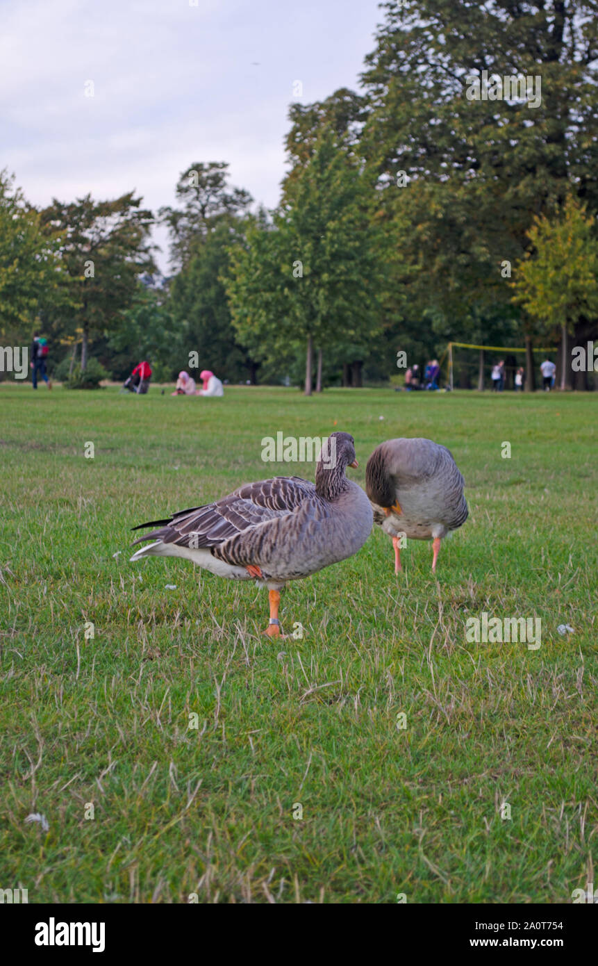 Greylag geese in and around the Round pond. Kensington Gardens, London ...