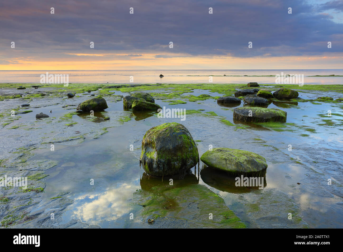 Seaweed covered Boulders at Low Tide with the North Sea in the Distance ...