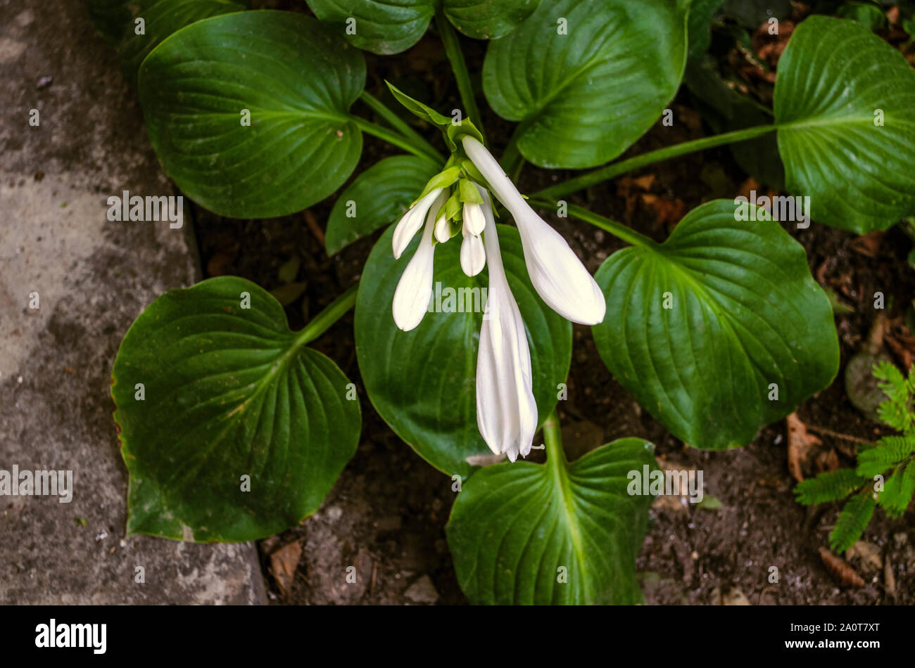 White flower buds Hosts on the stem in the middle of the bush against ...