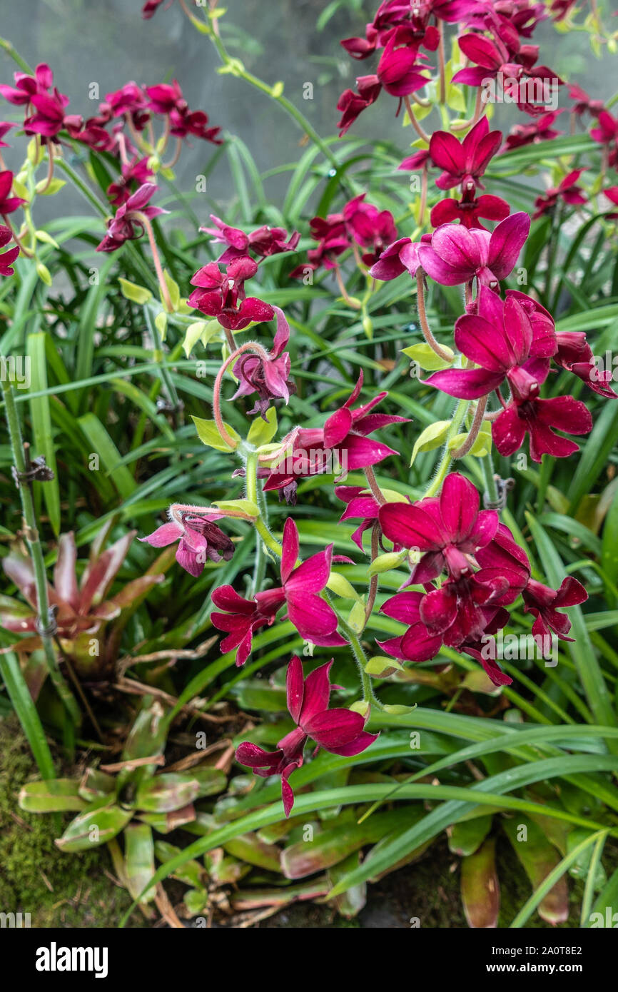 Cloud forest orchids hi-res stock photography and images - Alamy
