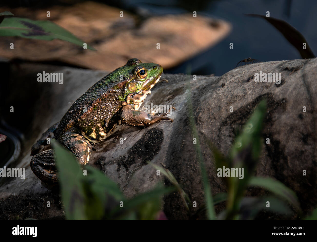 Sakarya karasu hi-res stock photography and images - Alamy