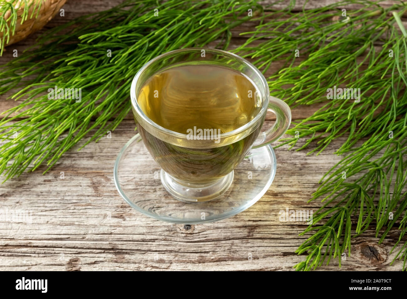 A cup of horsetail tea with fresh Equisetum arvense twigs Stock Photo ...