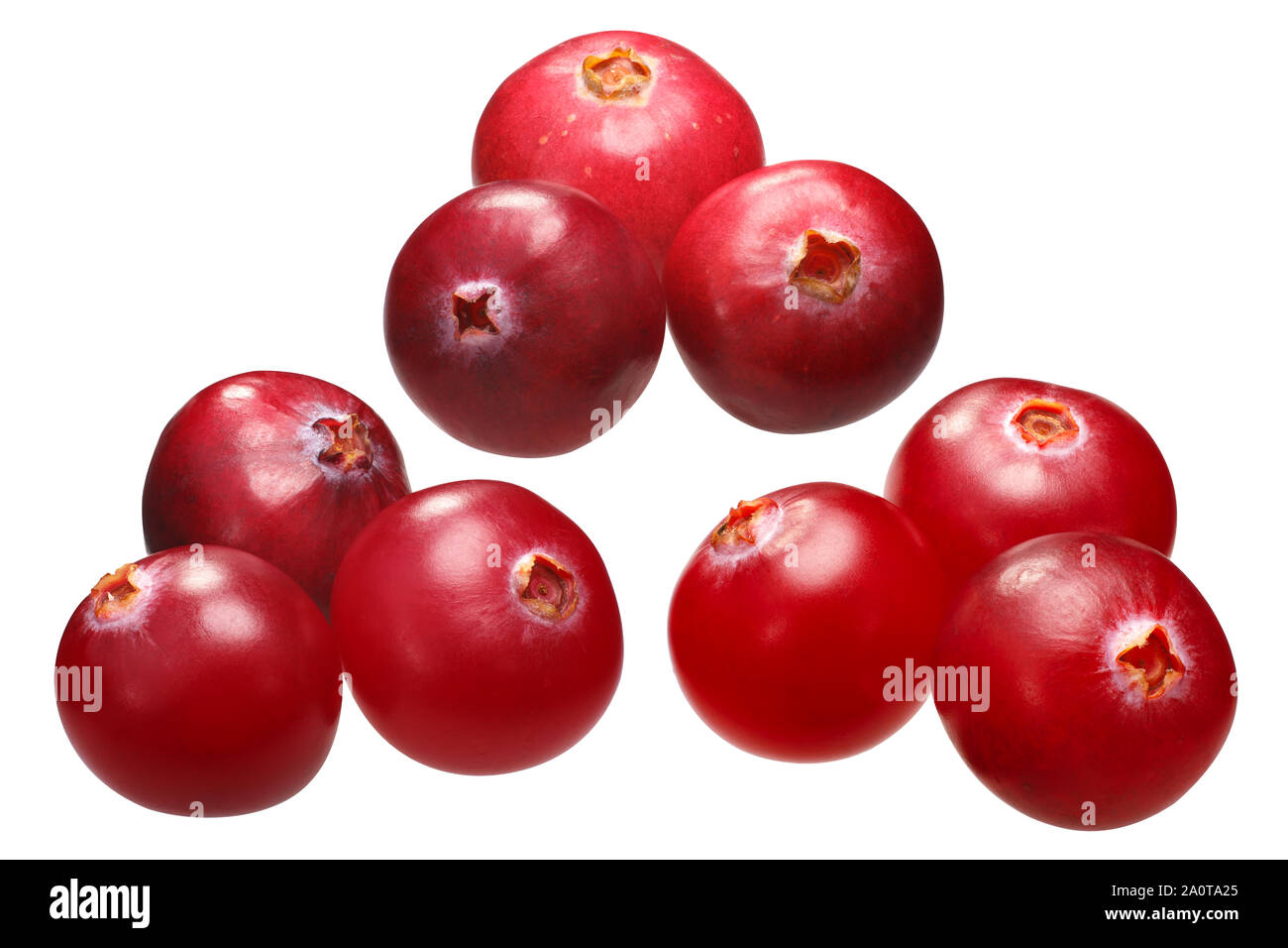 Three European cranberries (Vaccinium oxycoccus fruits) isolated on ...