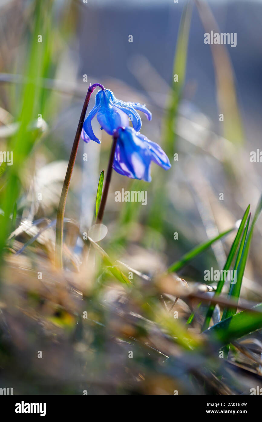Blue flowers in spring hi-res stock photography and images - Alamy