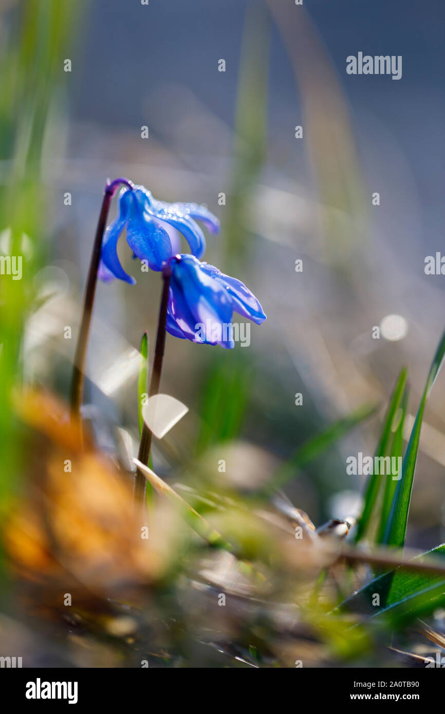 Blue flowers in spring hi-res stock photography and images - Alamy