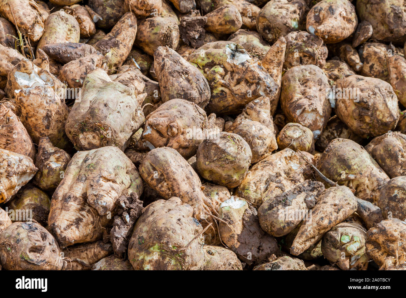 Sugar beet cut with leaves Stock Photo - Alamy