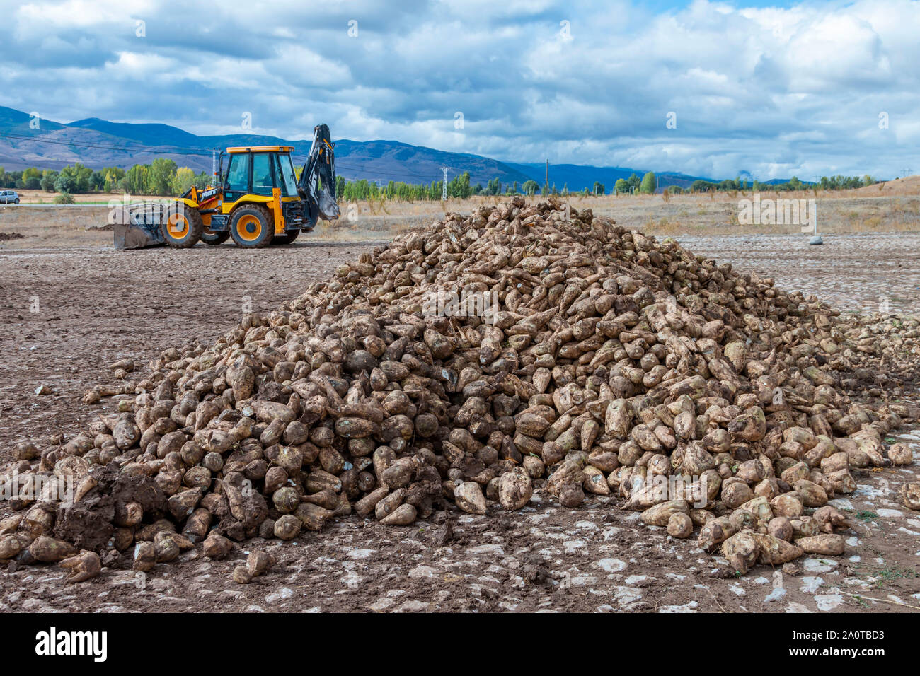 Sugar beet cut with leaves Stock Photo - Alamy