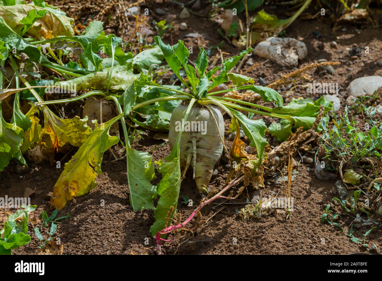 Sugar beet cut with leaves Stock Photo - Alamy