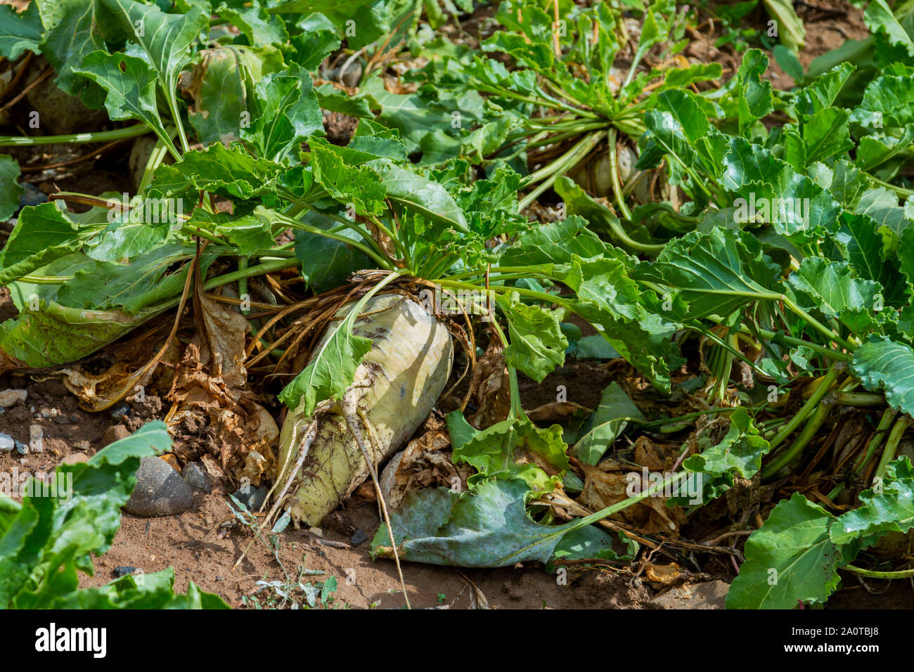 Sugar beet cut with leaves Stock Photo - Alamy