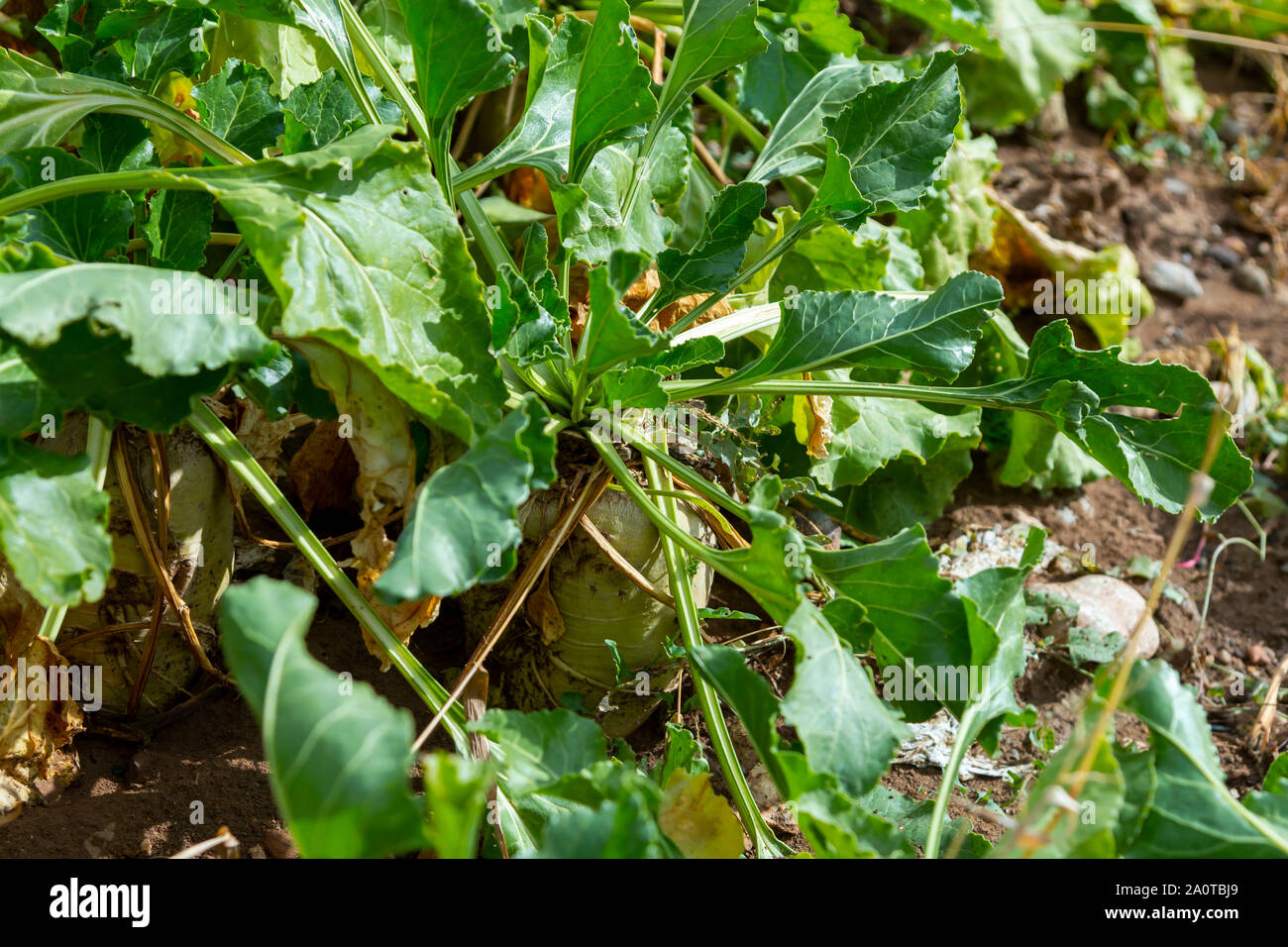 Sugar beet cut with leaves Stock Photo - Alamy
