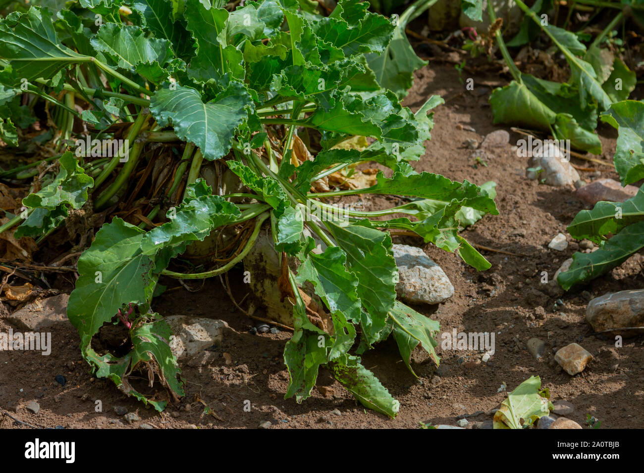 Sugar beet cut with leaves Stock Photo - Alamy