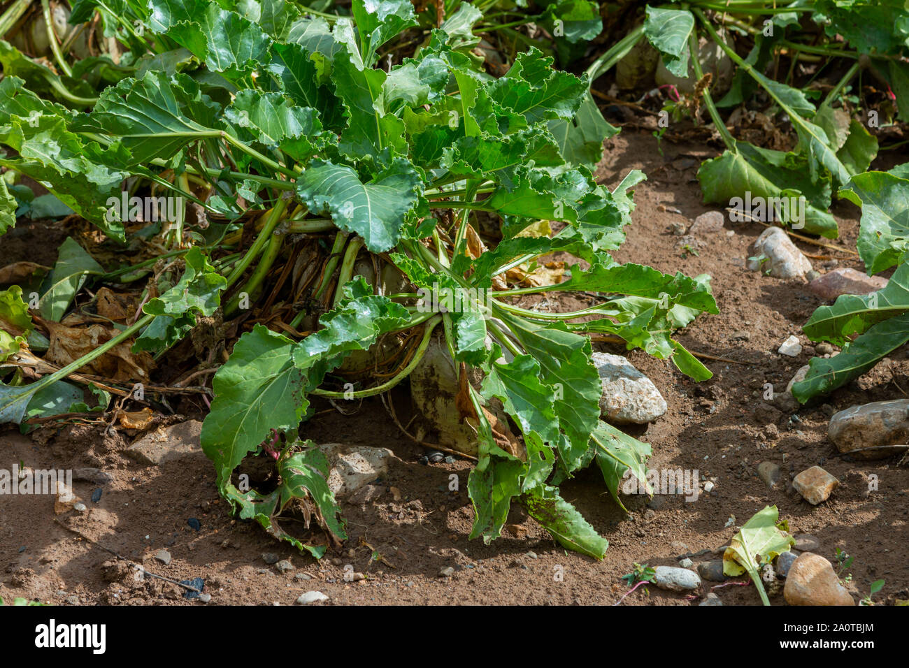 Sugar beet cut with leaves Stock Photo - Alamy