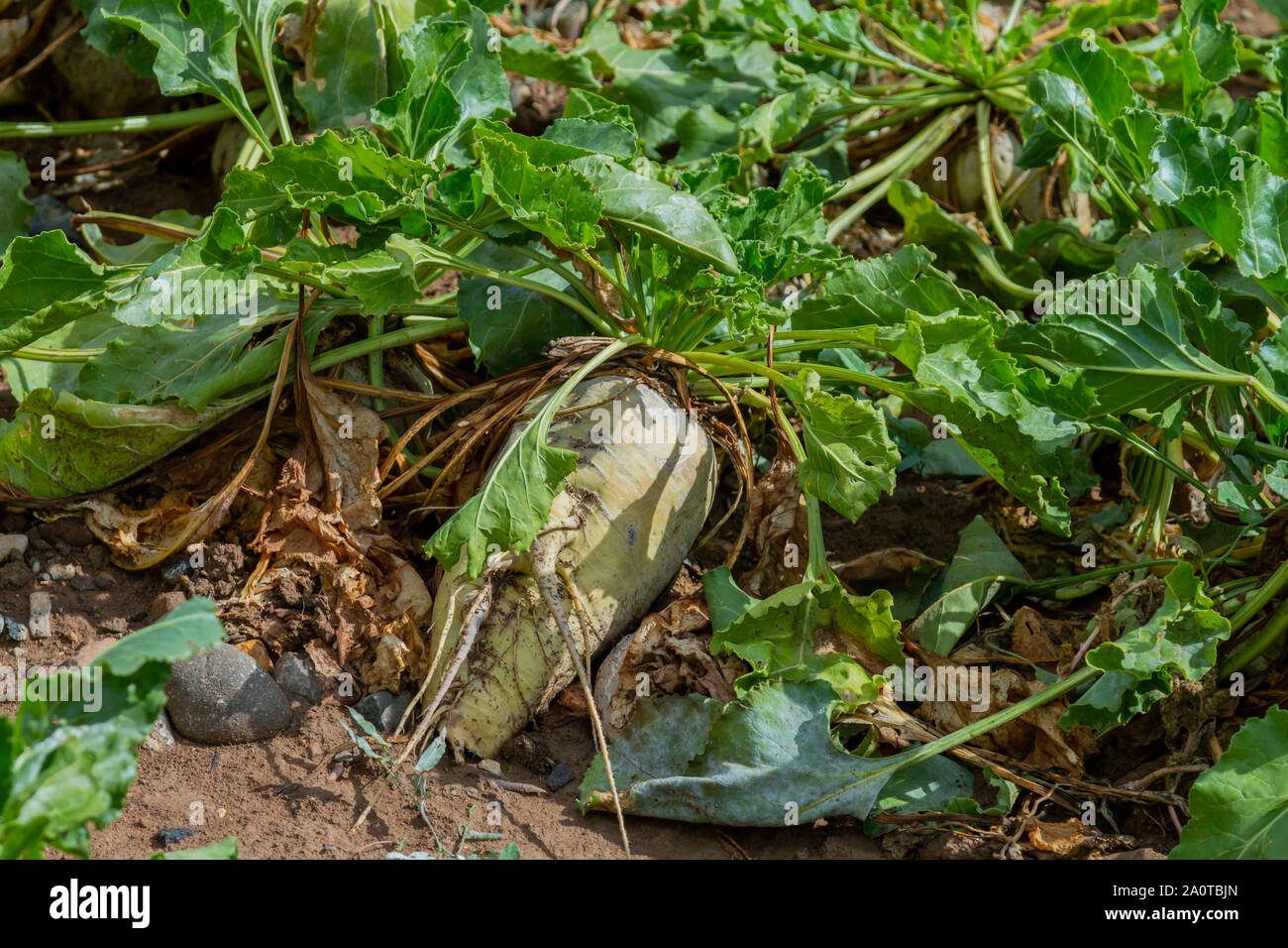 Sugar beet cut with leaves Stock Photo - Alamy