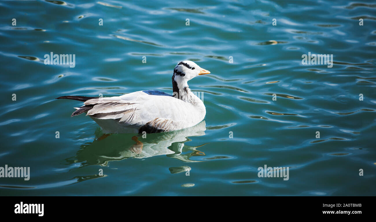 Bar-headed goose wintering in Lhasa, Tibet Stock Photo - Alamy