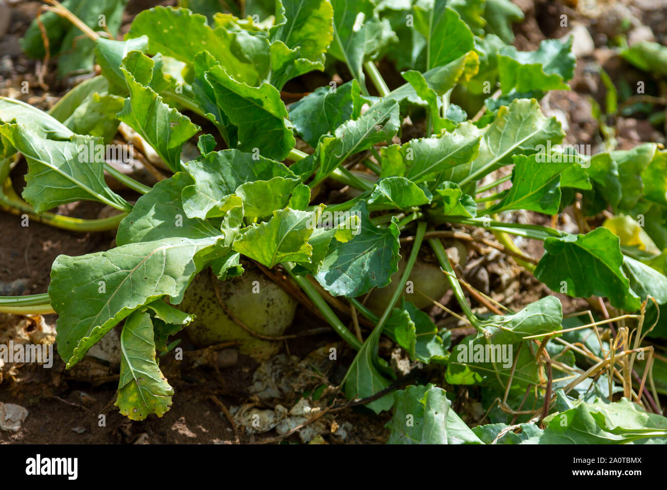 Sugar beet cut with leaves Stock Photo - Alamy