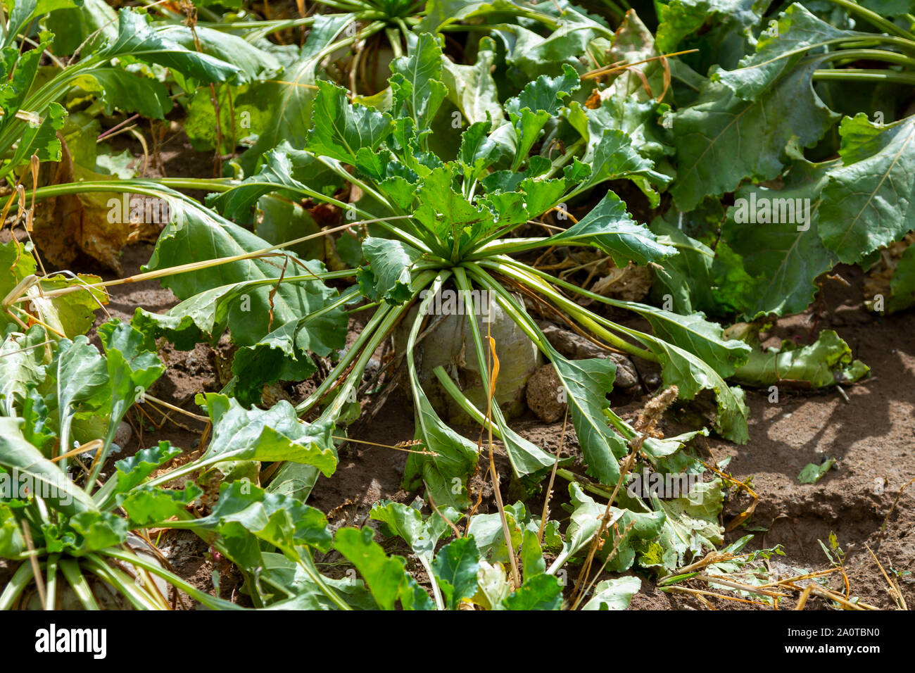 Sugar beet cut with leaves Stock Photo - Alamy