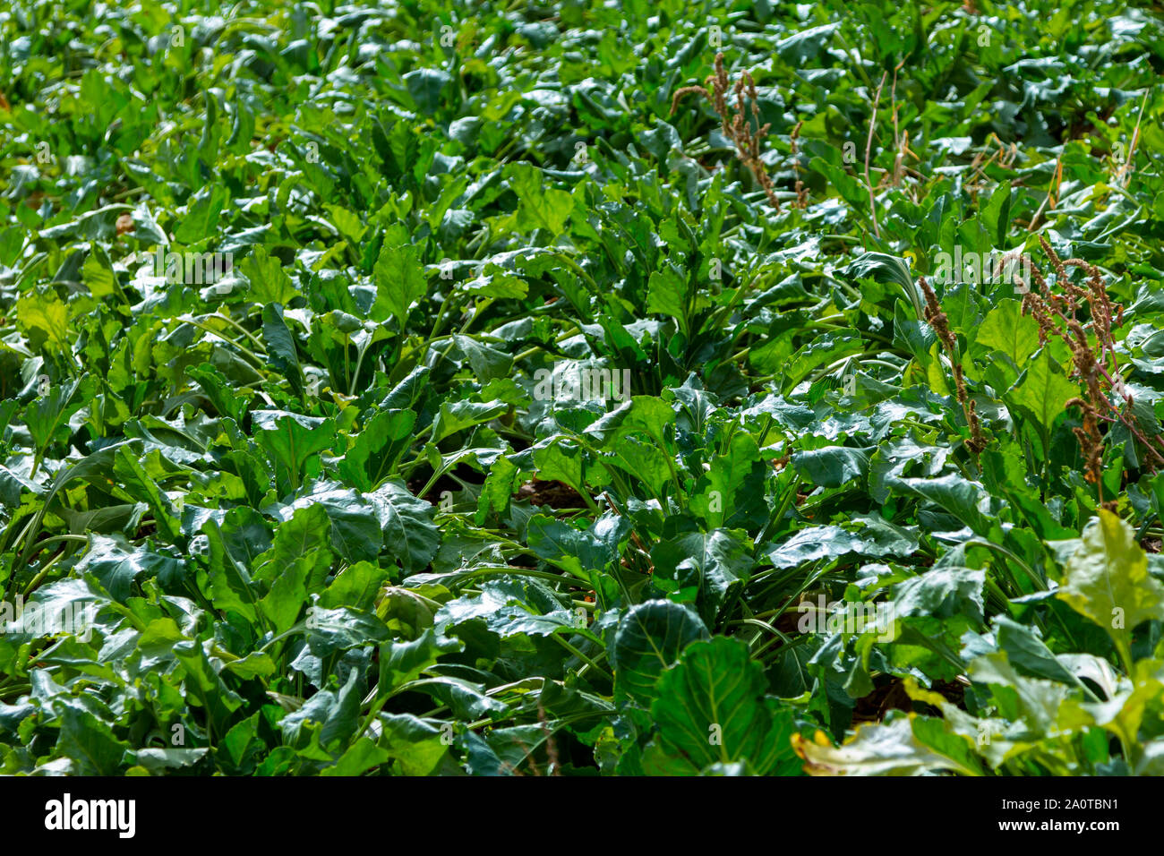 Sugar beet cut with leaves Stock Photo - Alamy