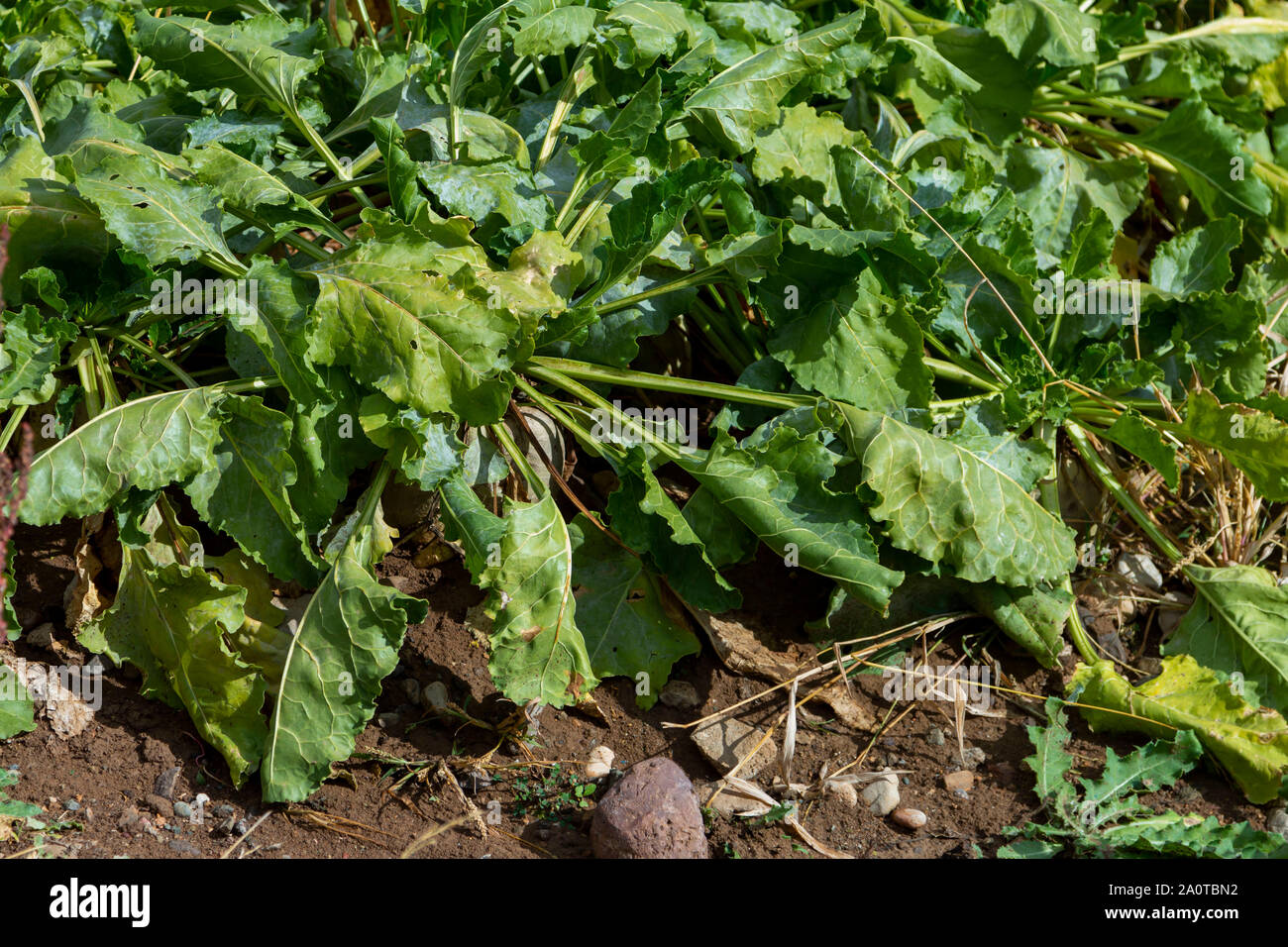 Sugar beet cut with leaves Stock Photo - Alamy