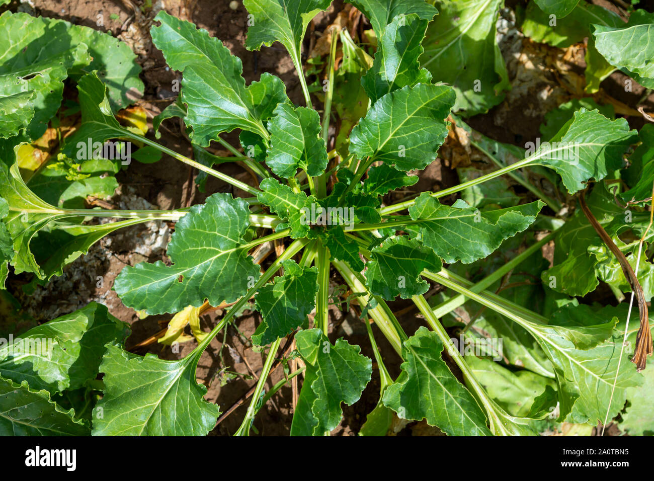 Sugar beet cut with leaves Stock Photo - Alamy