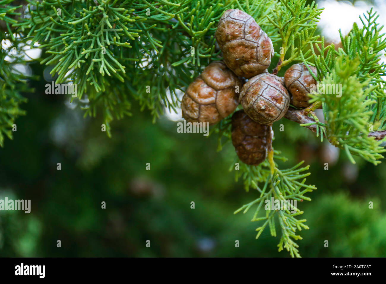 Fruit pine tree hi-res stock photography and images - Alamy