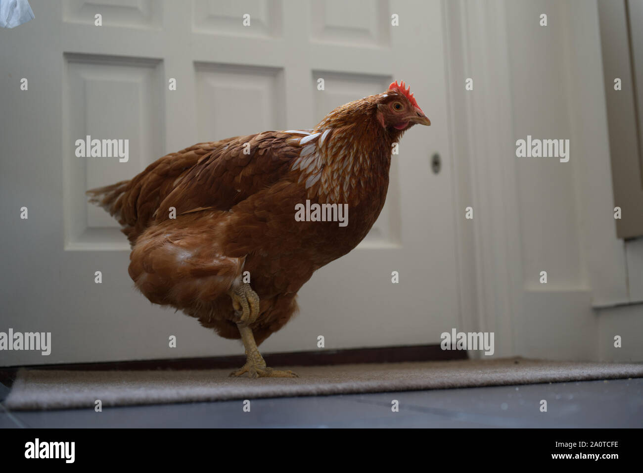 Exploring with pet hi-res stock photography and images - Alamy