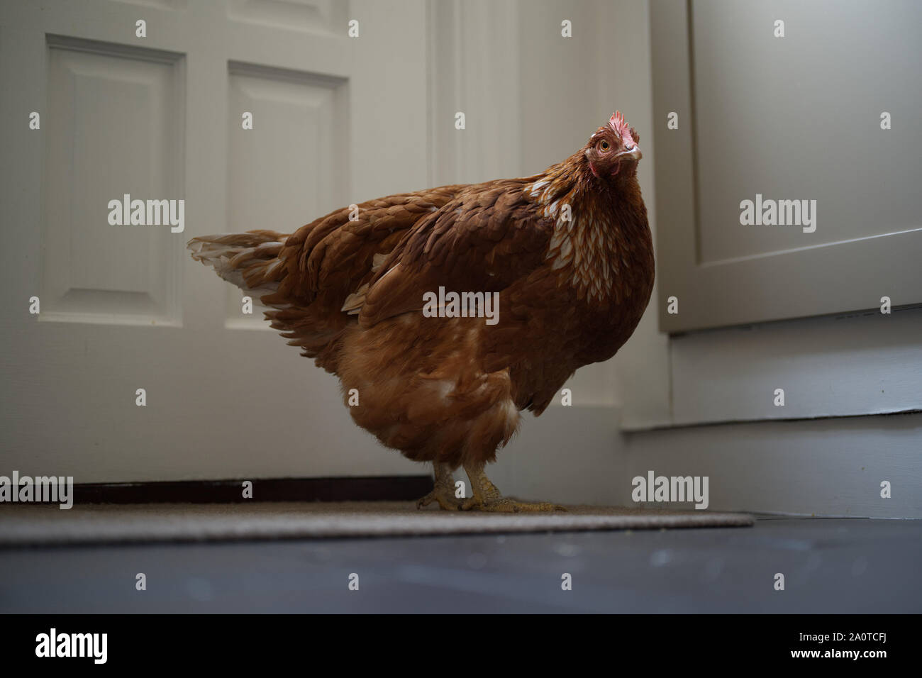 A pet rescue hen exploring inside the house Stock Photo - Alamy