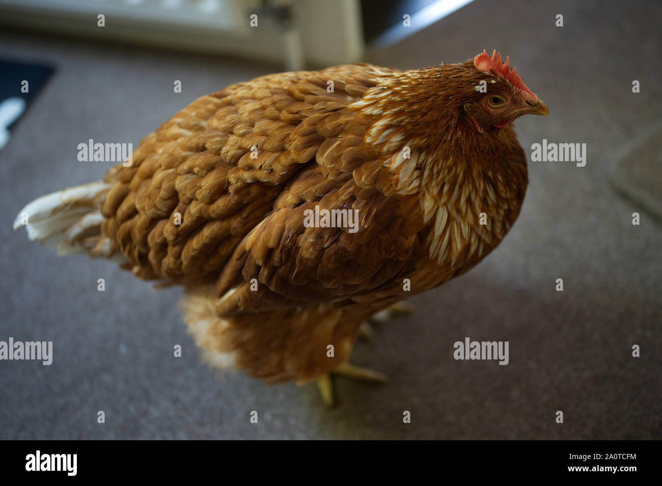 A pet rescue hen exploring inside the house Stock Photo - Alamy