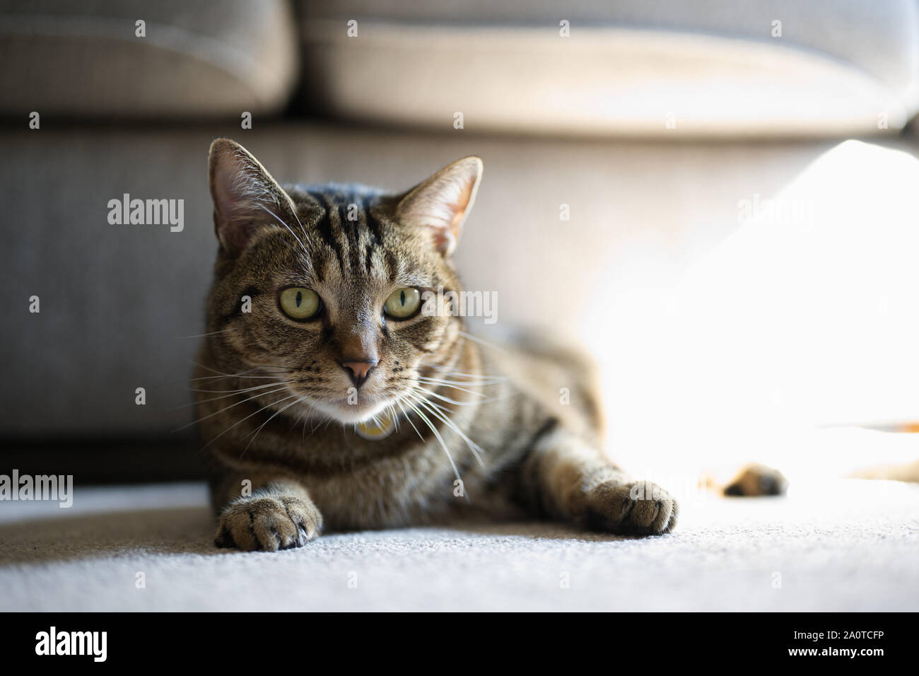 Chilled cat hi-res stock photography and images - Alamy