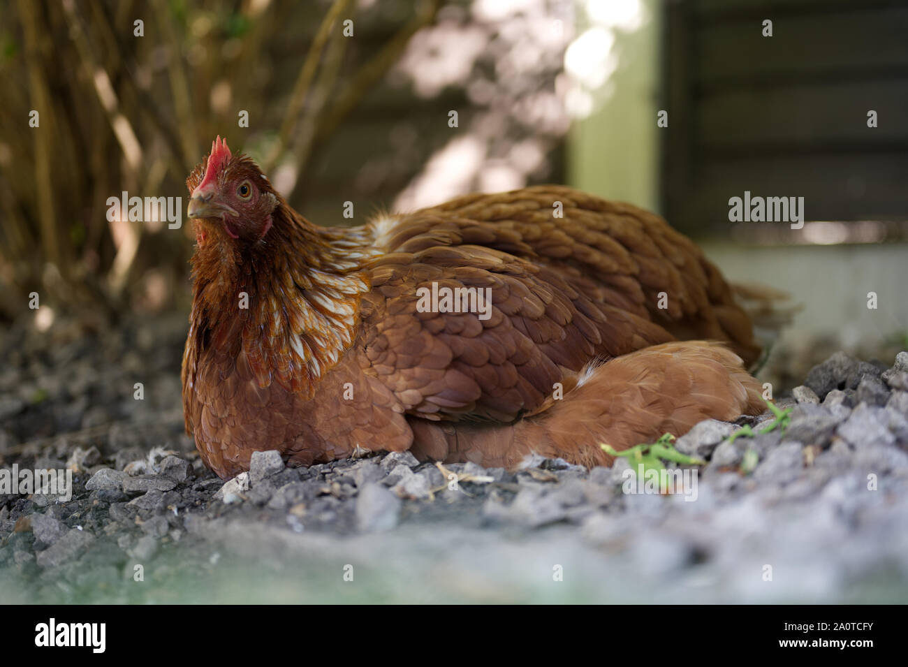 Bush chicken hi-res stock photography and images - Alamy