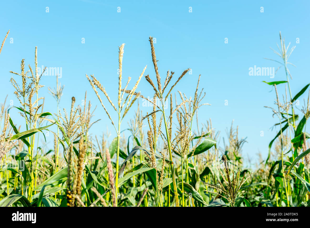 Tall corn hi-res stock photography and images - Alamy