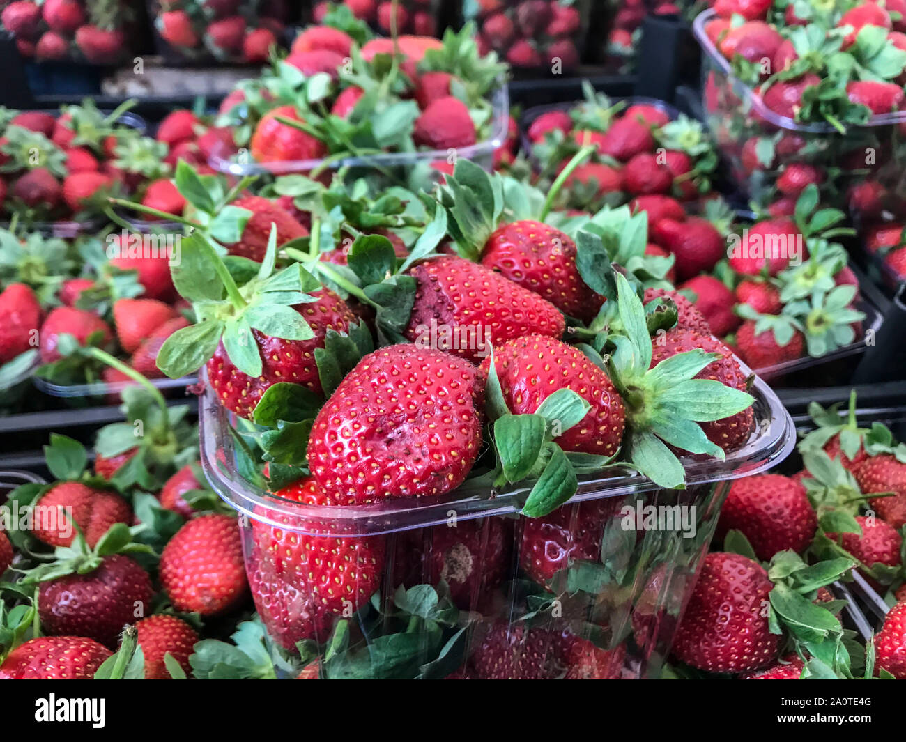 Strawberries in the garden hi-res stock photography and images - Alamy
