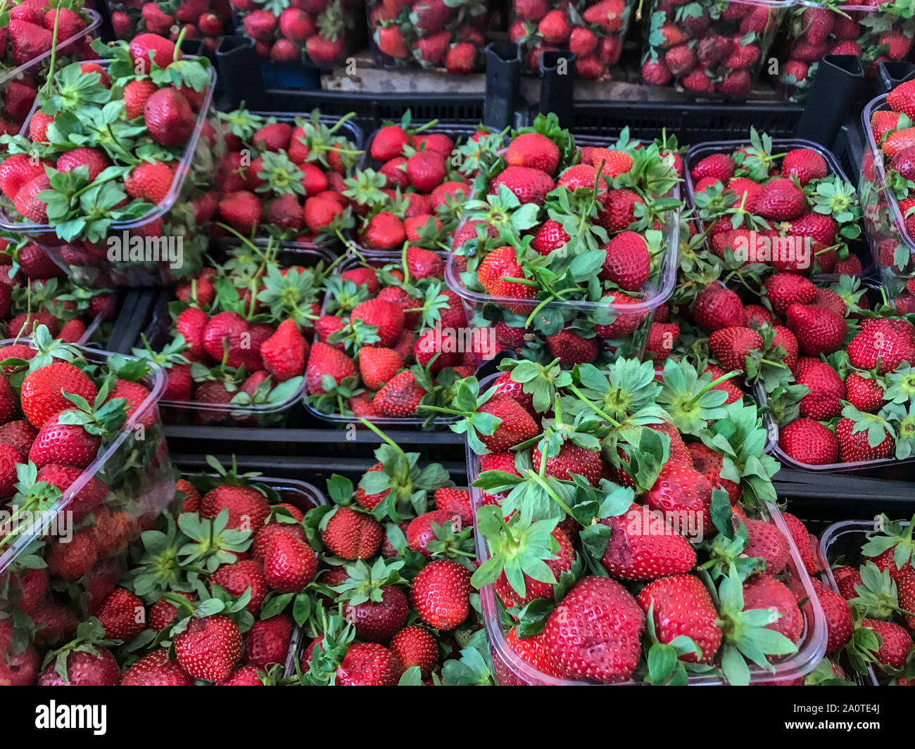 Strawberries in the garden hi-res stock photography and images - Alamy